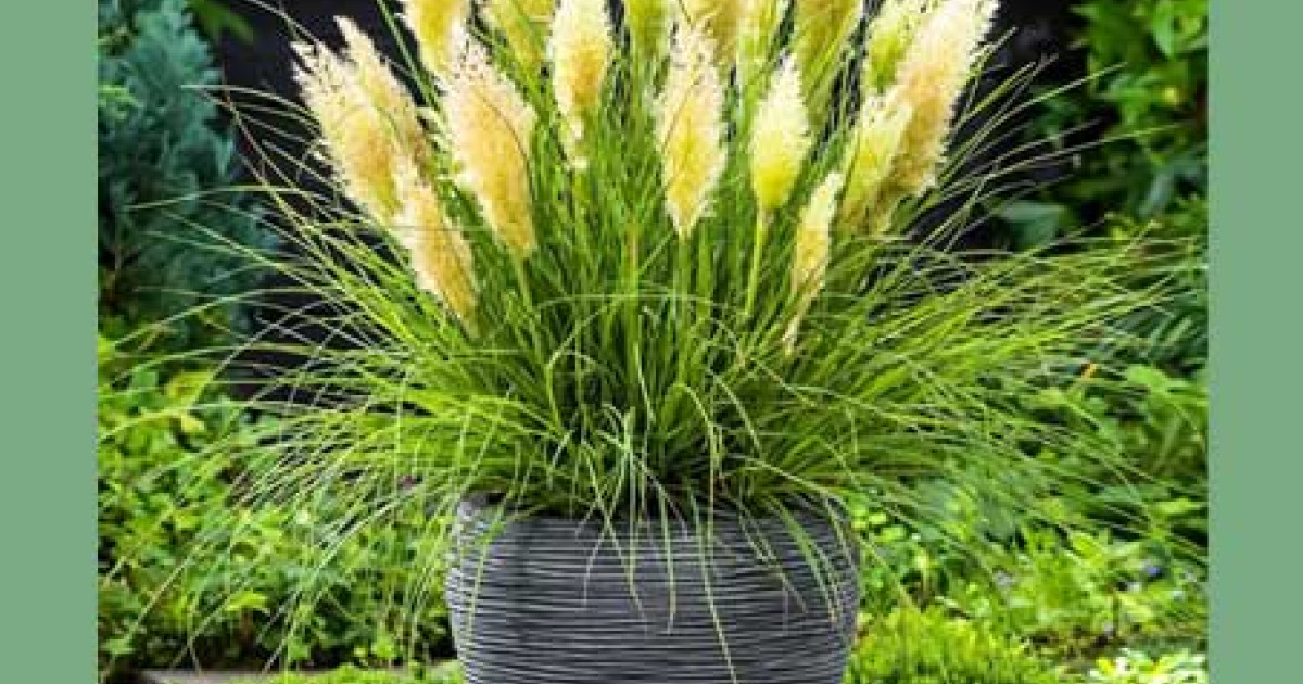 Gartencenter Höppener | Das kleinste Pampasgras der Welt